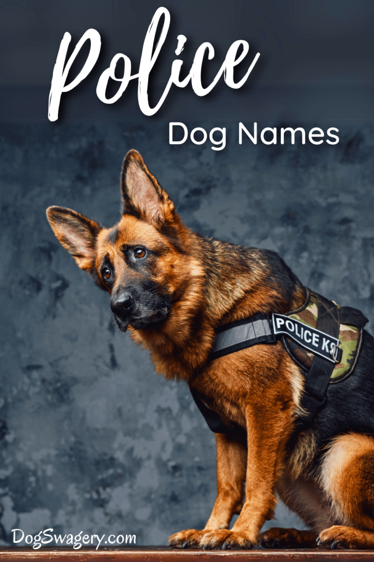 Powerful Police Dog Names for Your K-9 Companion