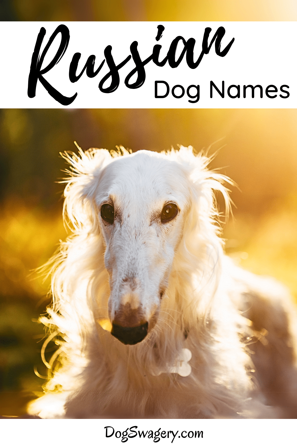 125+ Unique Russian Dog Names for Your Pet – DogSwagery