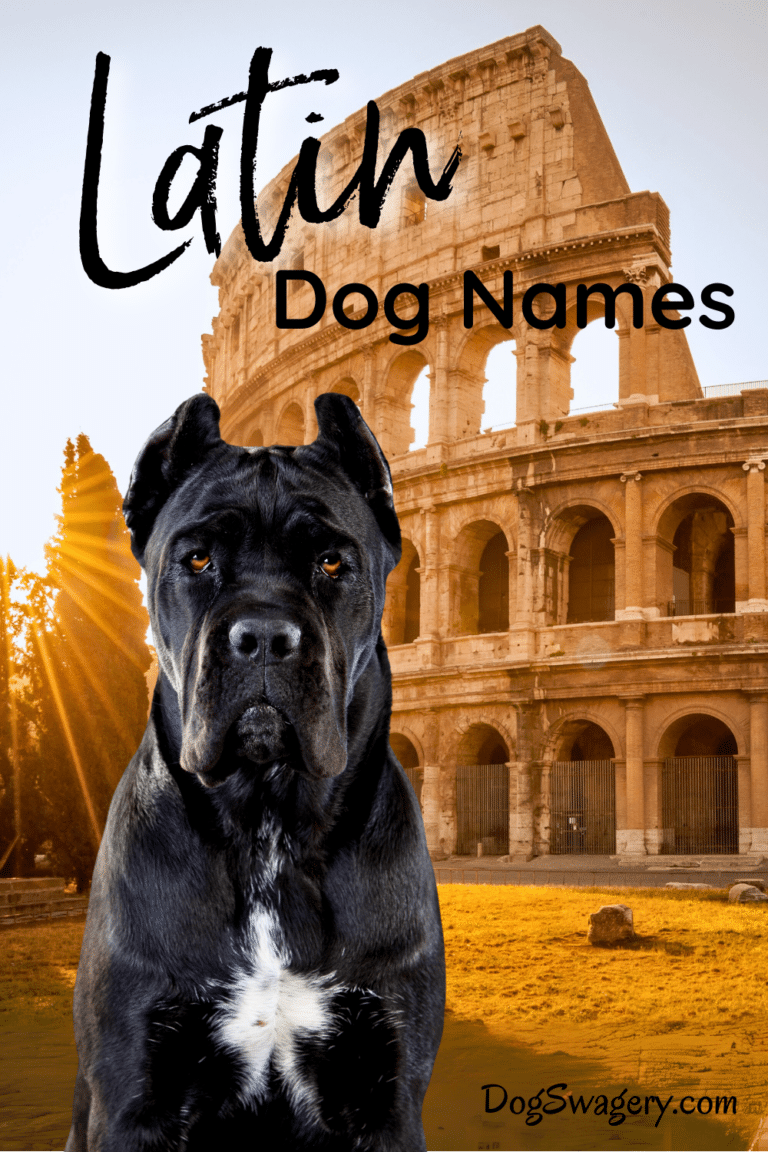 Discover the Best Latin Dog Names: Unique and Meaningful Choices