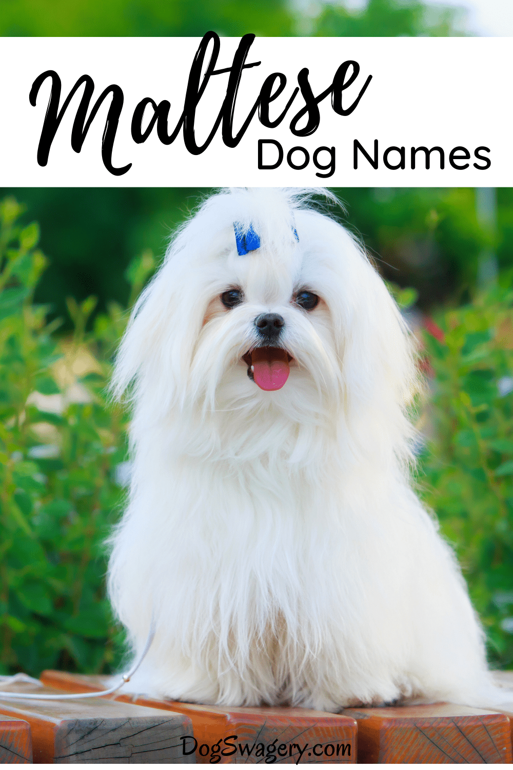 250+ Maltese Dog Names: Elegant, Sweet & Unique Ideas for Your Maltese