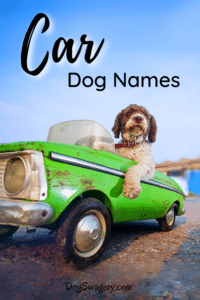100+ Car Themed Dog Names to Fuel Your Pet's Personality