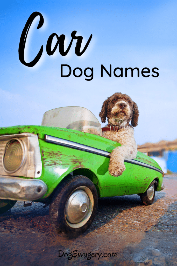 100+ Car Themed Dog Names to Fuel Your Pet's Personality