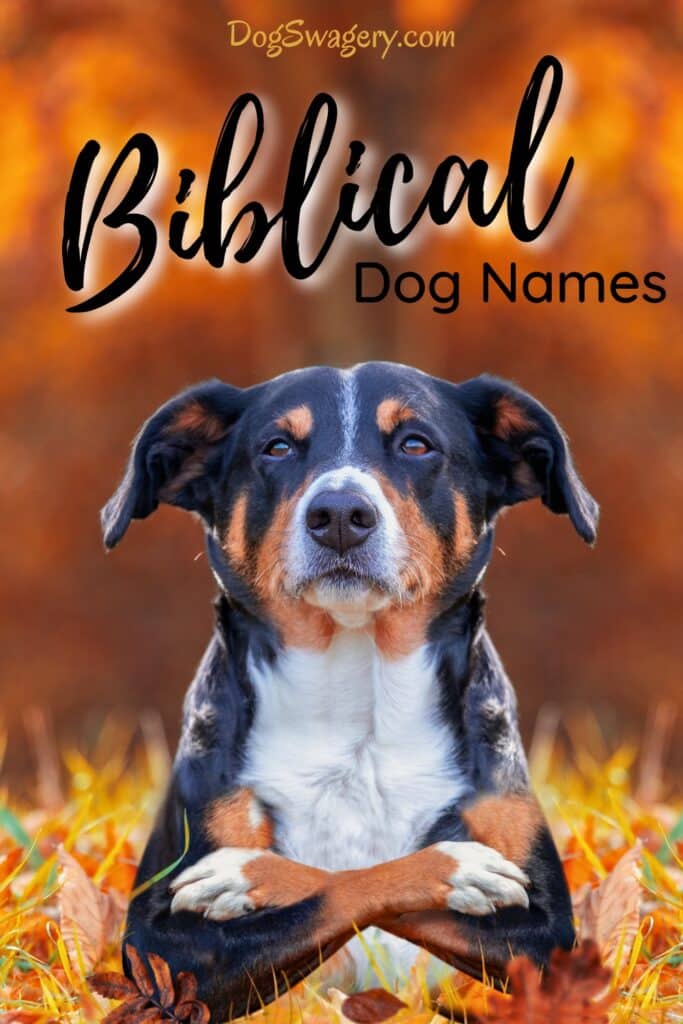 100+ Biblical Dog Names Inspired by the Bible
