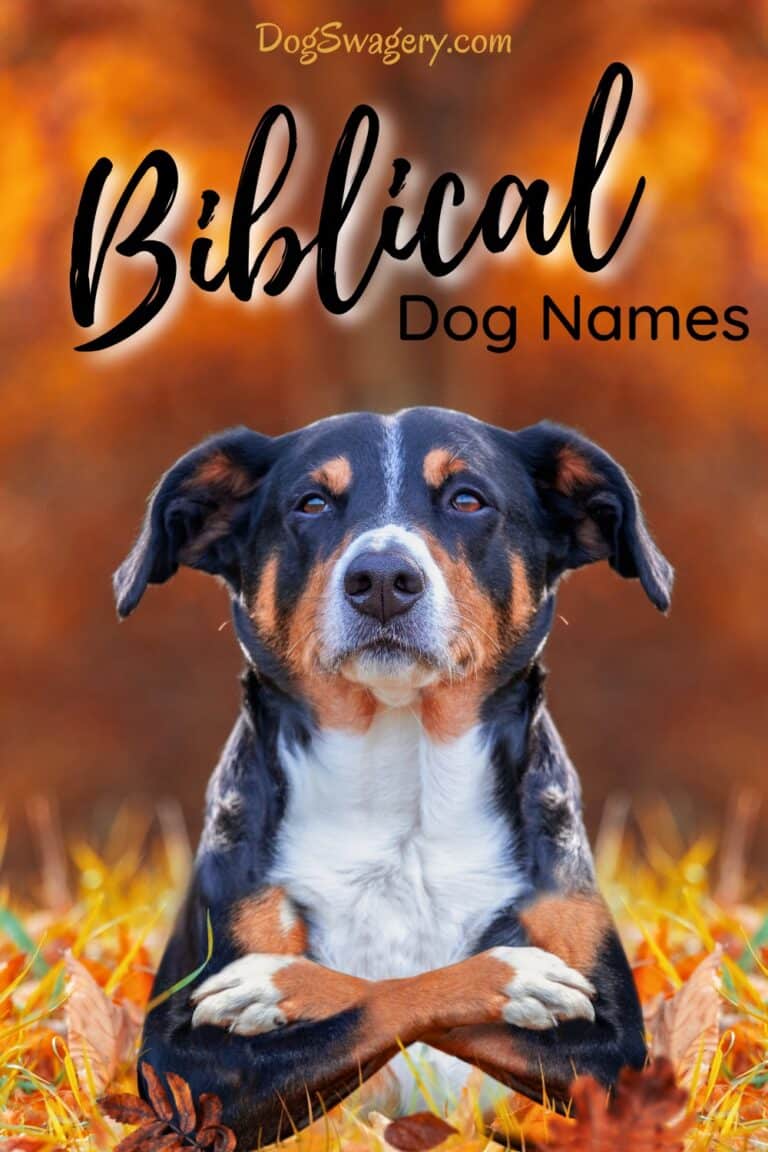 100+ Biblical Dog Names Inspired by the Bible