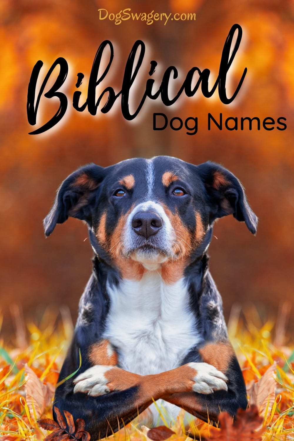 100+ Biblical Dog Names Inspired by the Bible