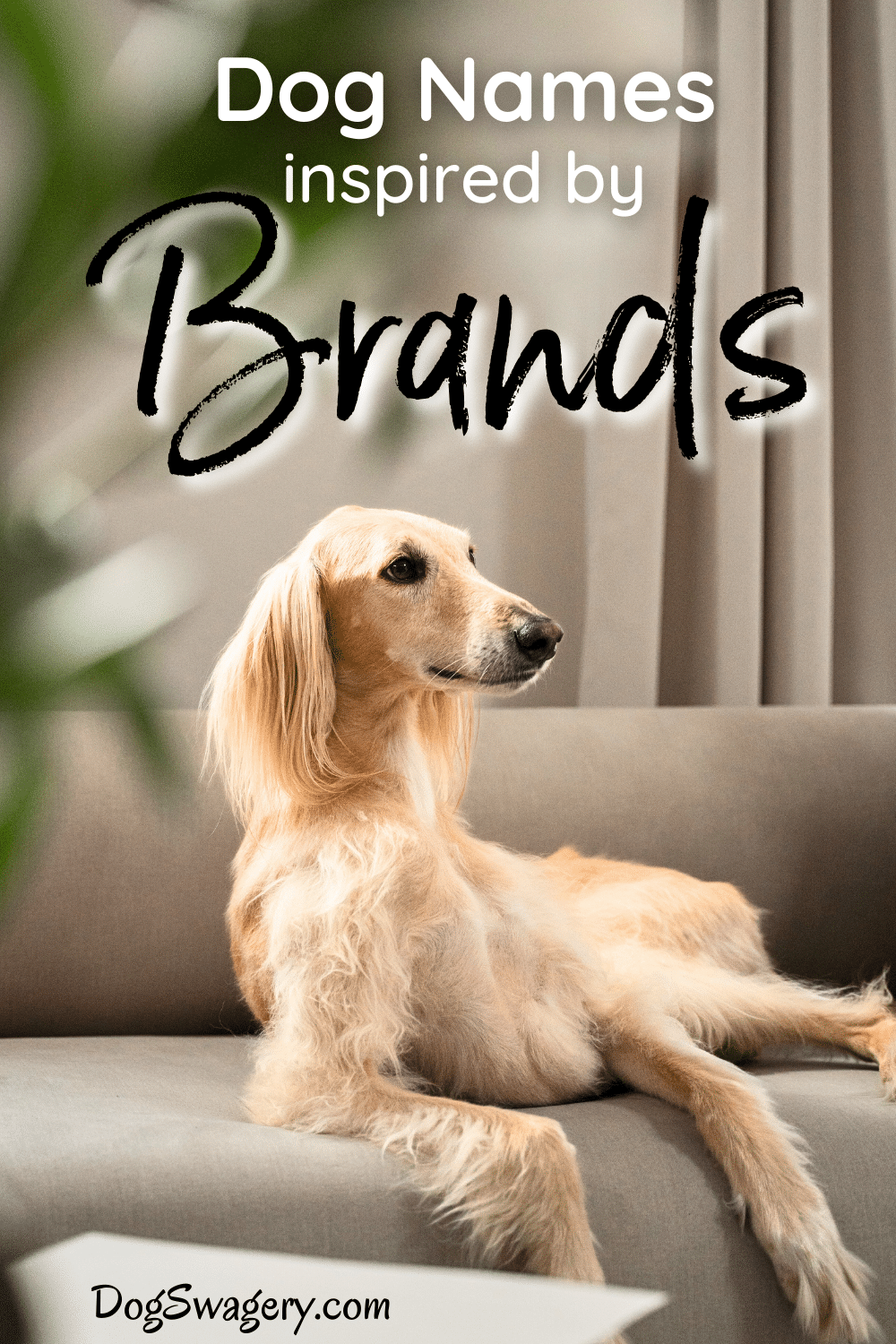 Fashionable Canines: Dog Names Inspired by Brands