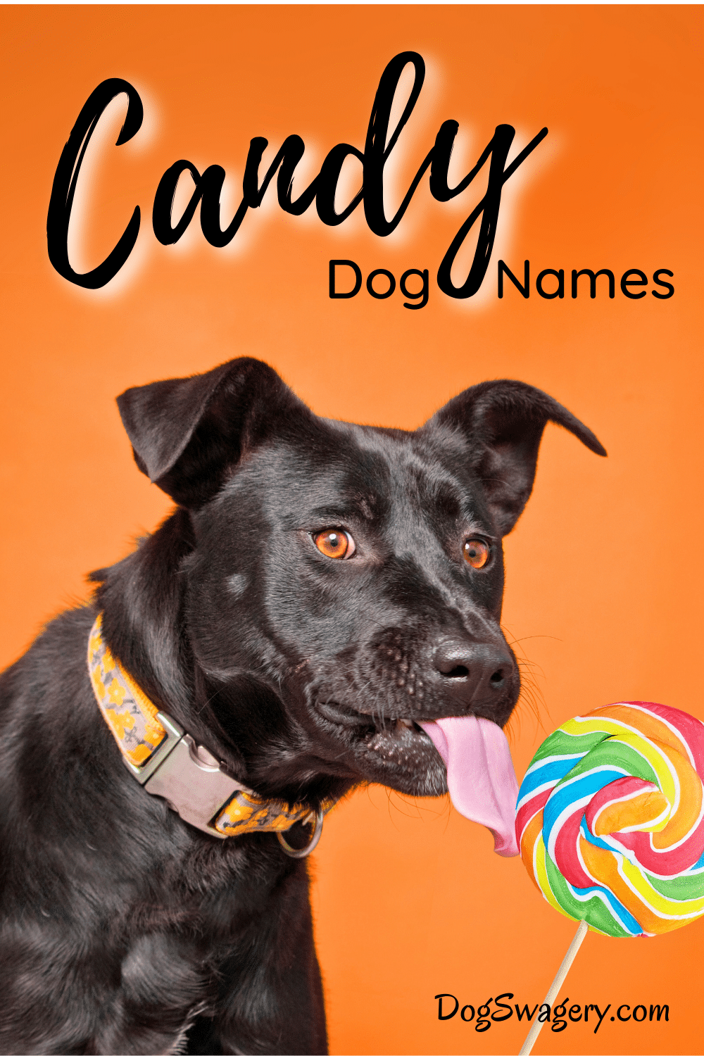 100+ Sweet Candy Dog Names for Your Furry Friend – DogSwagery