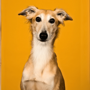 80+ Inspiring Tan Dog Names for Your Furry Friend