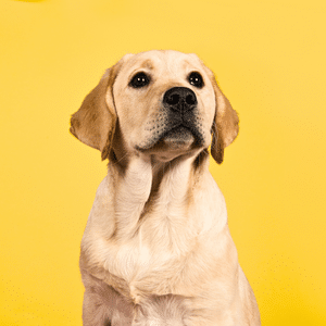 99+ Vibrant Yellow Dog Names to Brighten Your Day