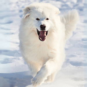 250+ Great Pyrenees Dog Names: Majestic, Gentle & Unique Ideas for Your ...