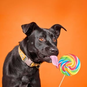 100+ Sweet Candy Dog Names for Your Furry Friend – DogSwagery