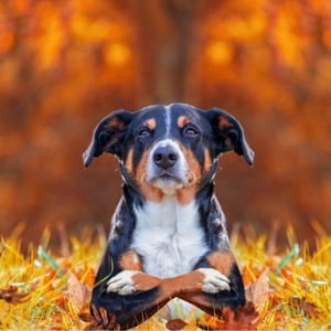 100+ Biblical Dog Names Inspired by the Bible