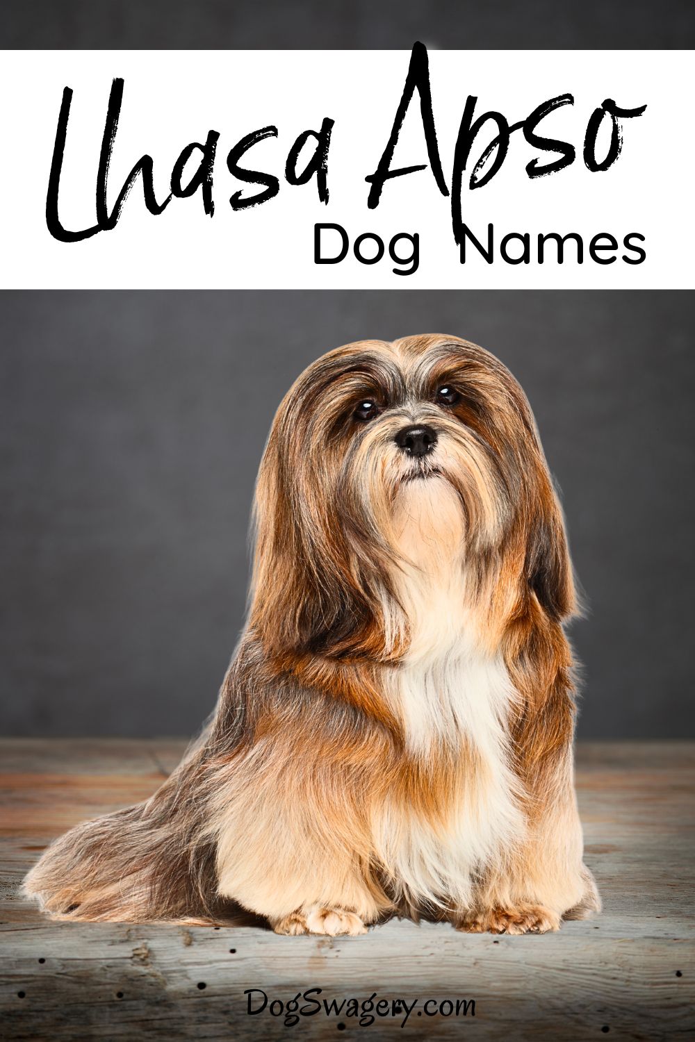250+ Lhasa Apso Dog Names: Elegant, Playful & Unique Ideas for Your Lhasa